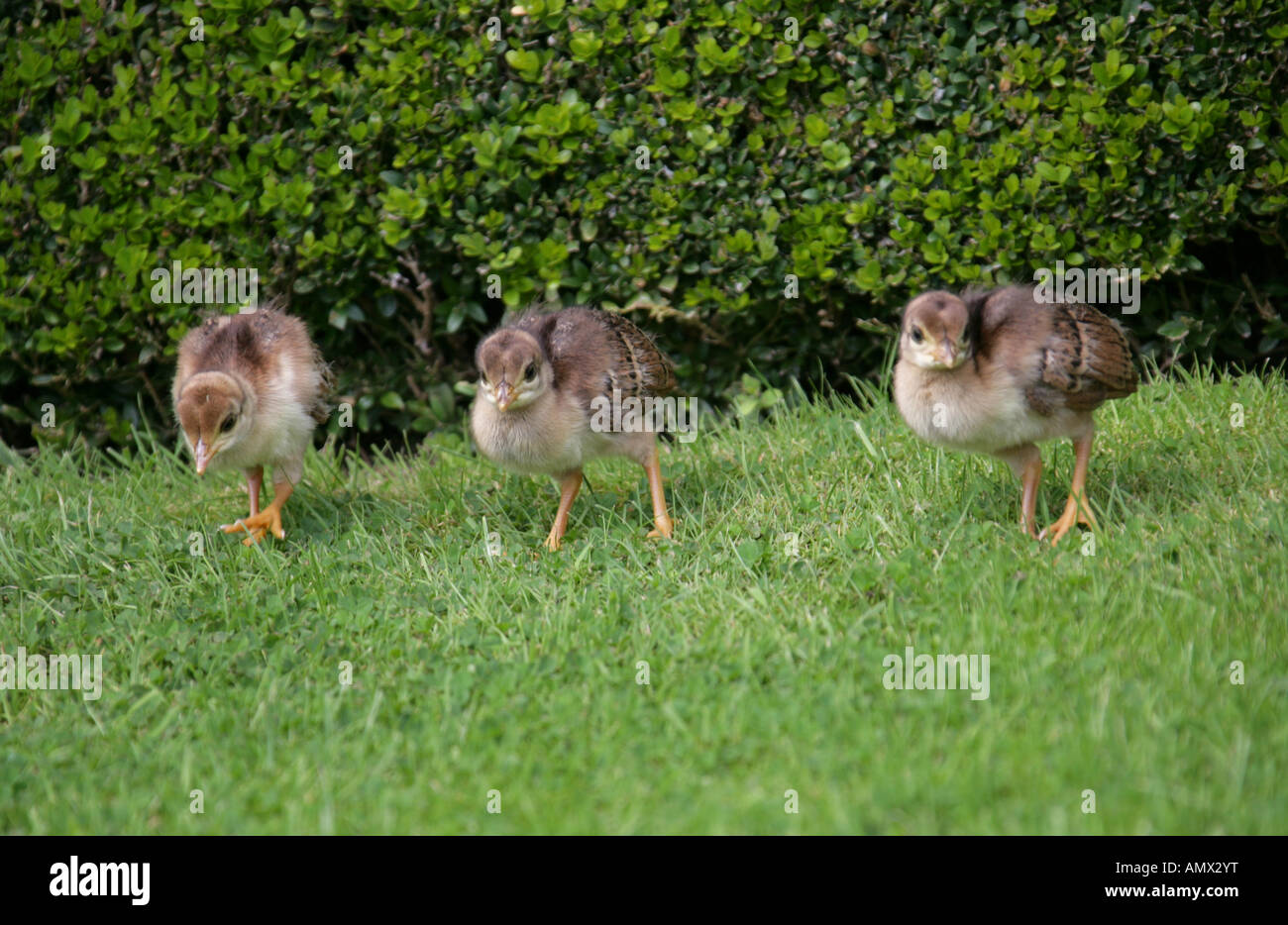 Bébé paon Banque de photographies et d’images à haute résolution - Alamy
