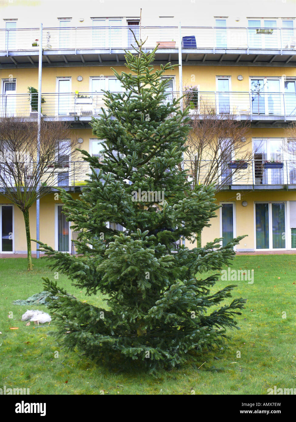 Sapin nordman abies nordmannia Banque de photographies et d’images à haute résolution - Alamy