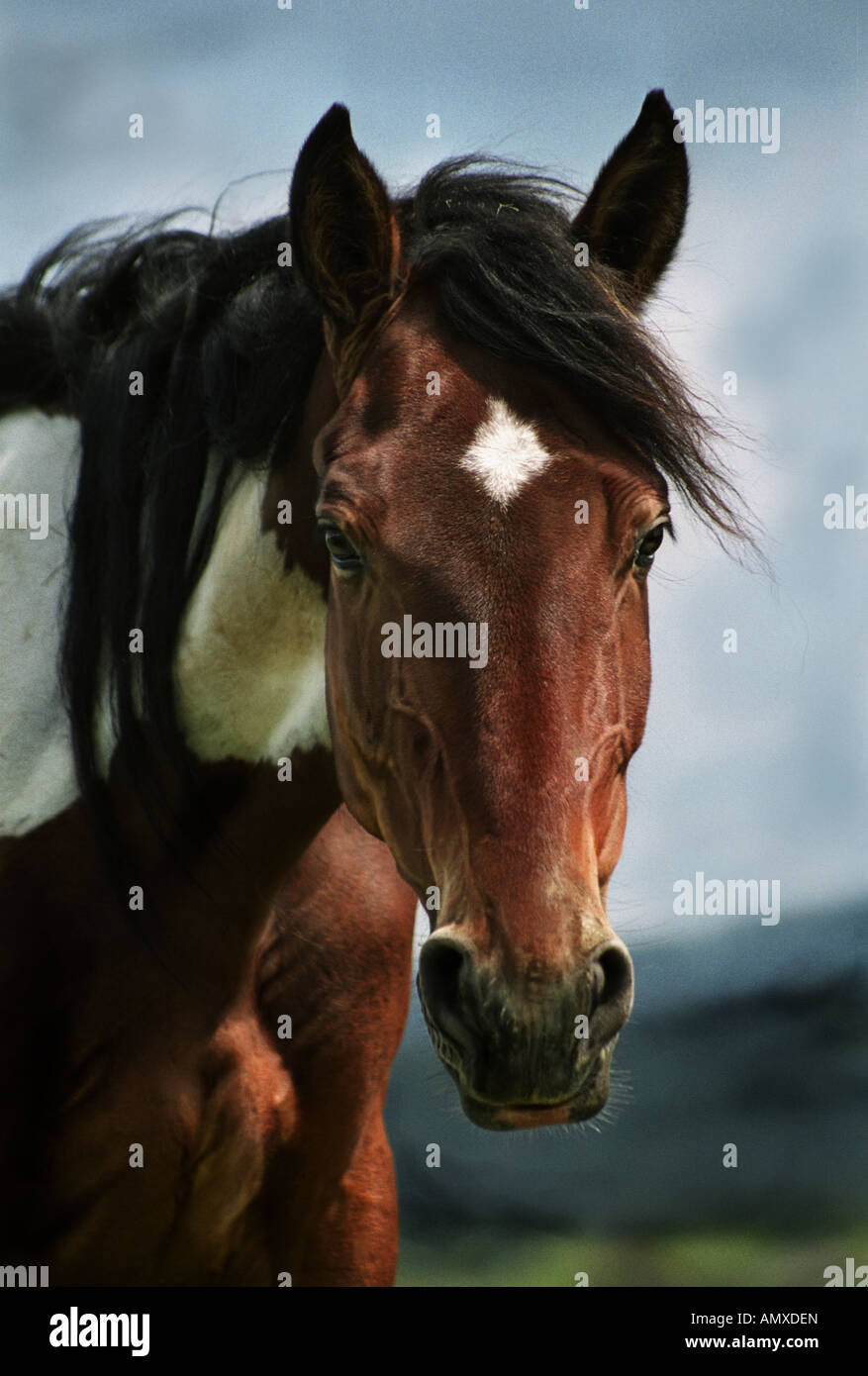 Hucul horse Banque de photographies et d’images à haute résolution - Alamy