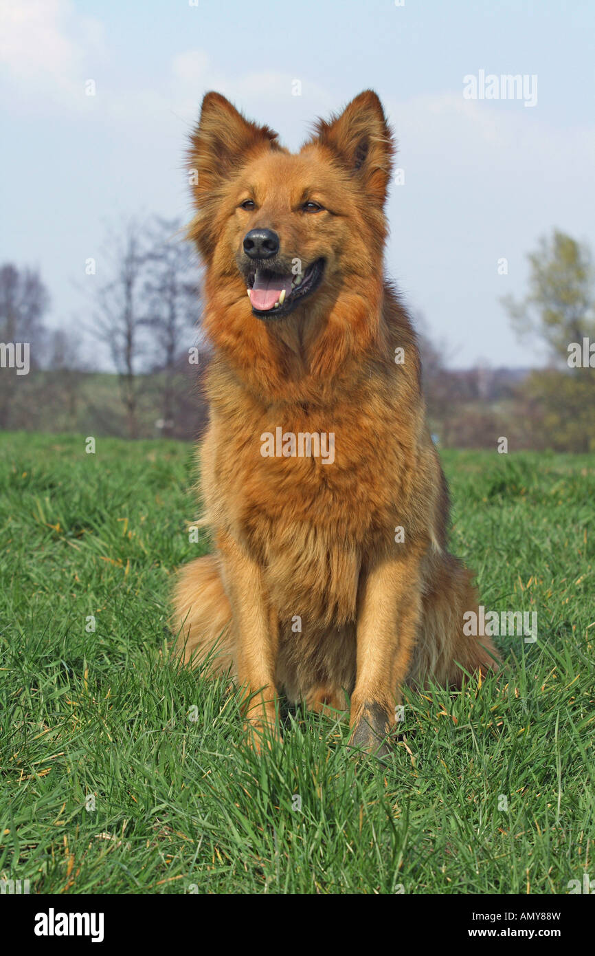 Harzer fox Banque de photographies et d’images à haute résolution - Alamy