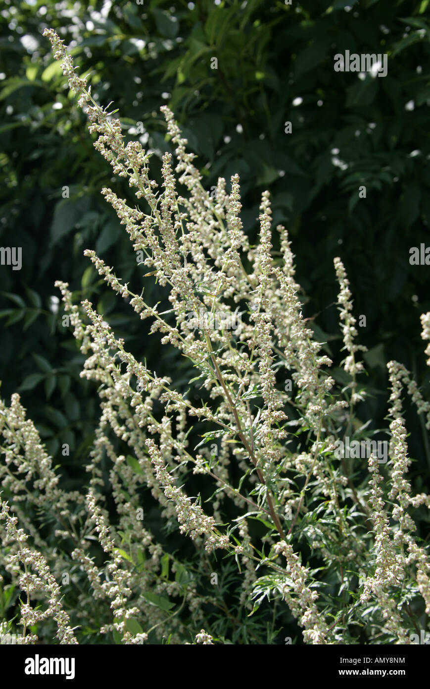 Artemisia vulgaris Banque de photographies et d’images à haute ...