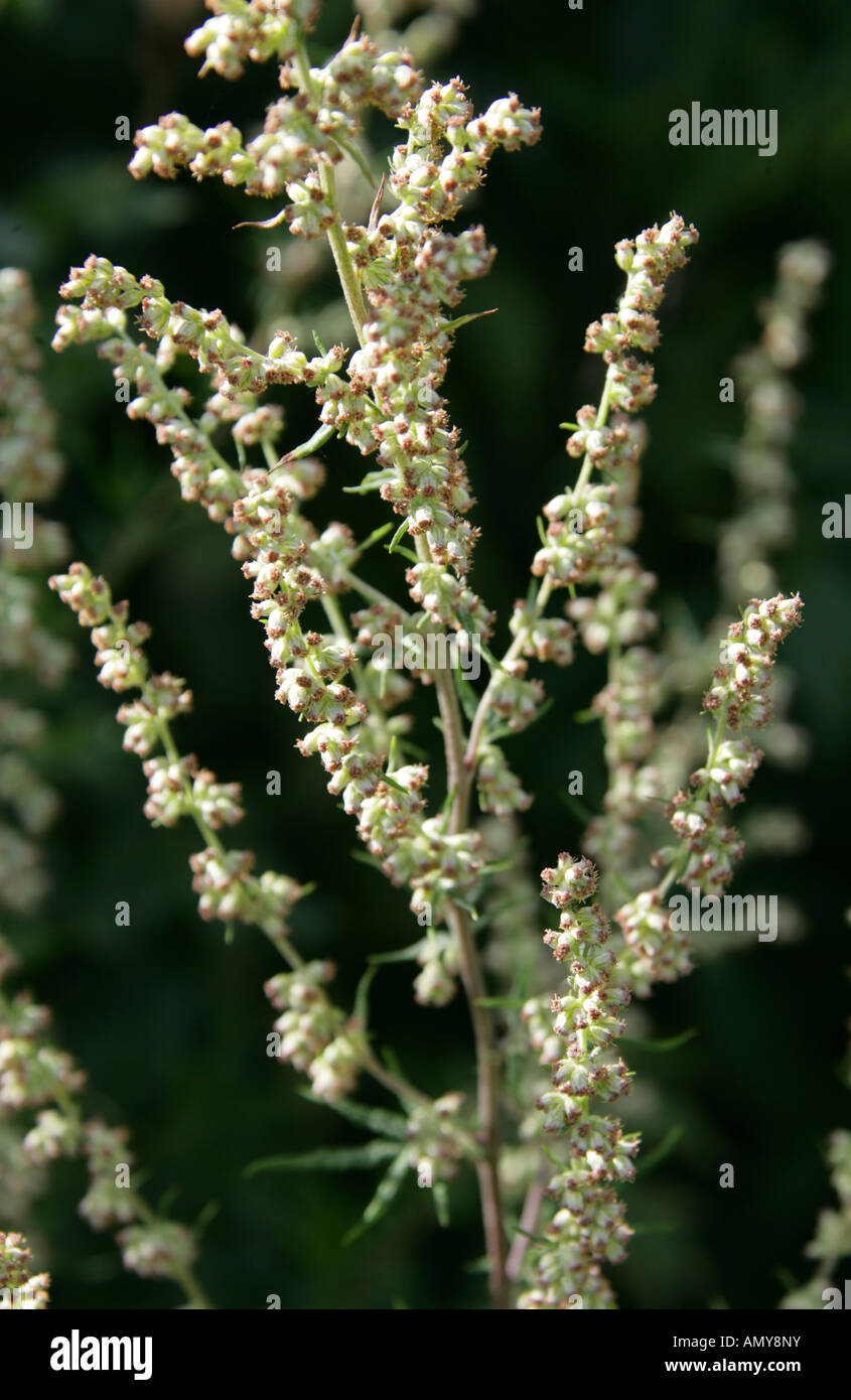 Artemisia vulgaris Banque de photographies et d’images à haute ...