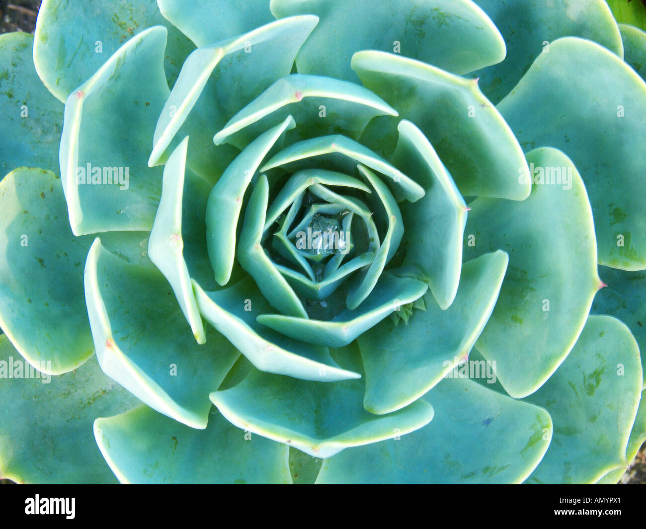 Echeveria glauca Banque de photographies et d’images à haute résolution - Alamy