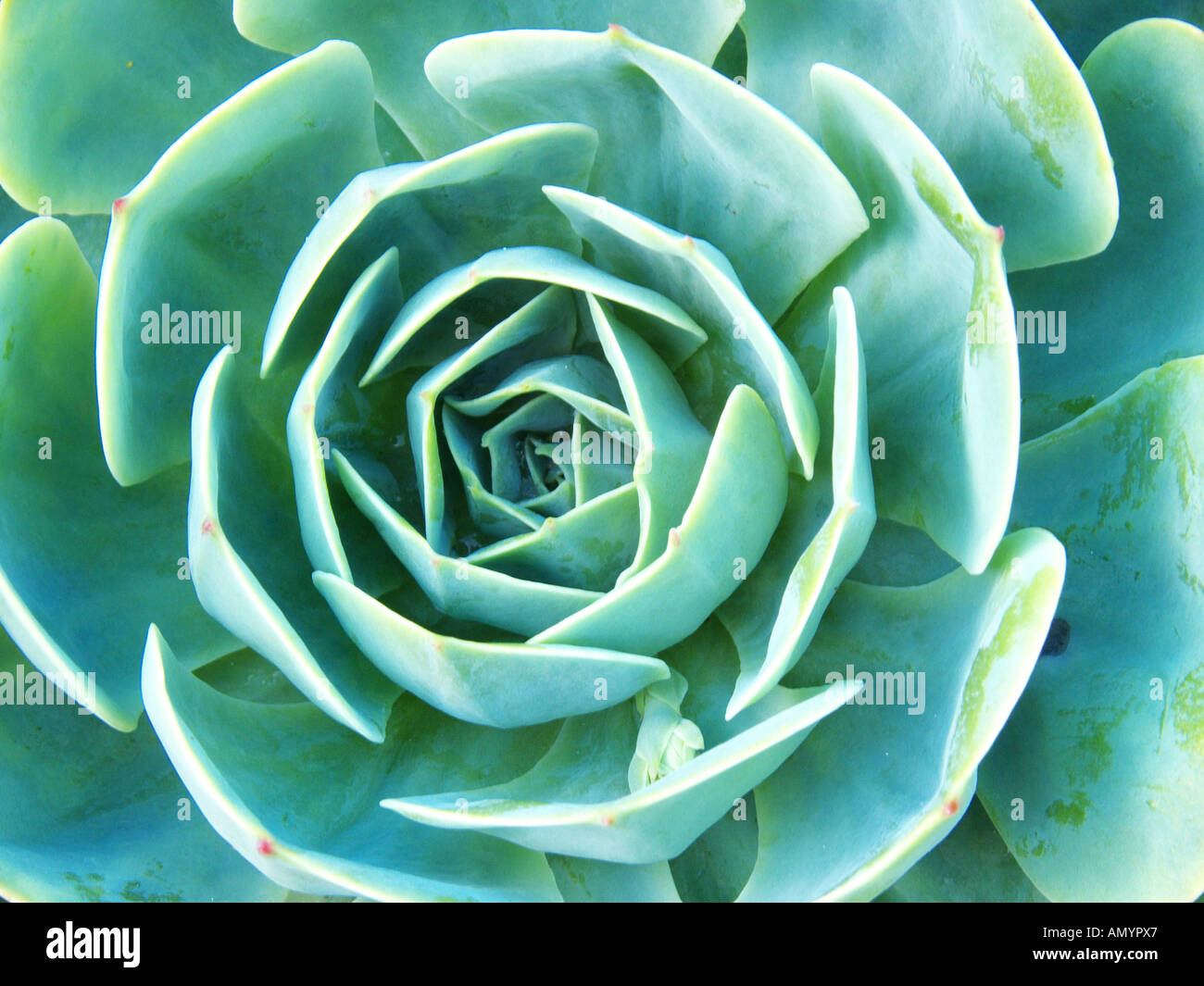 Echeveria glauca Banque de photographies et d’images à haute résolution - Alamy