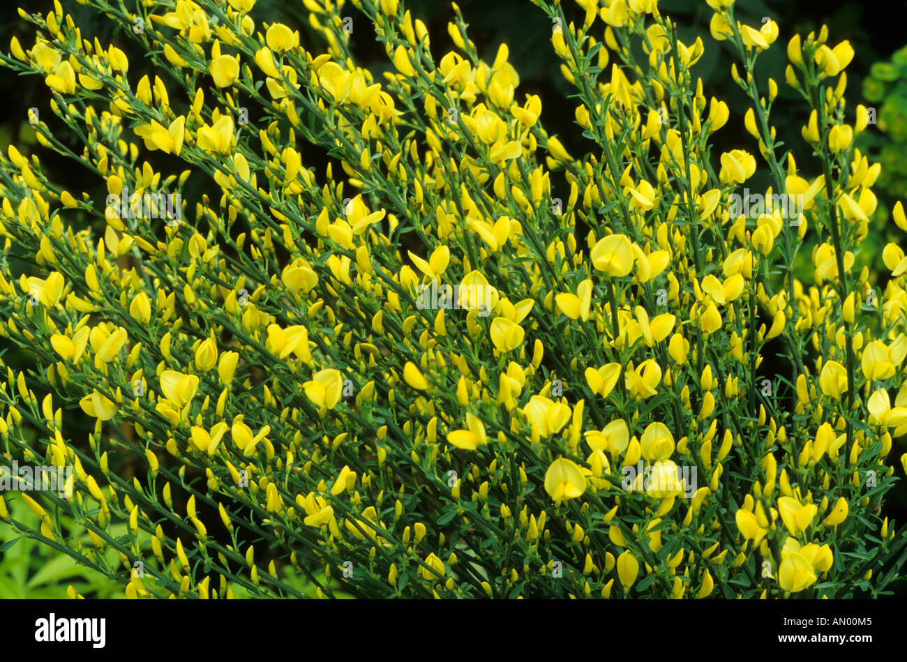 Cytisus x praecox 'Allgold', genêt, plante de jardin, fleurs jaune ...