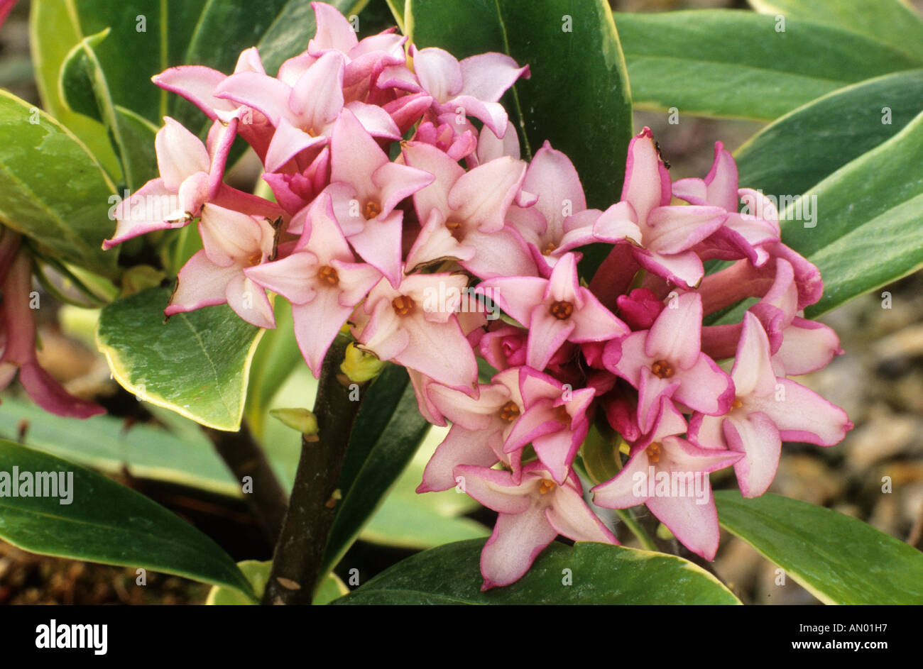 Daphne odora aureomarginata Banque de photographies et d’images à haute ...