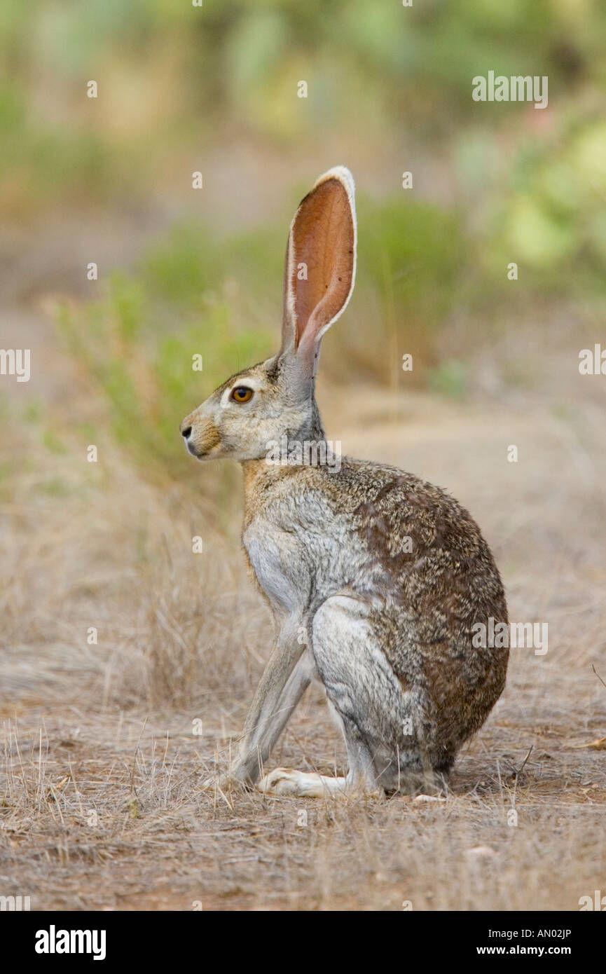 Lepus alleni Banque de photographies et d’images à haute résolution - Alamy