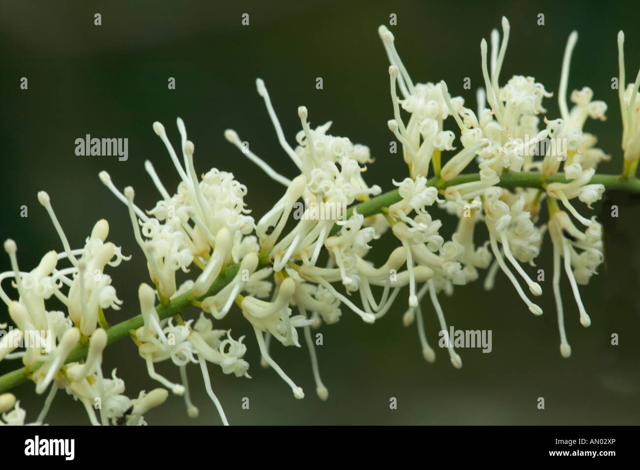 Macadamia nut farm hawaii Banque de photographies et d’images à haute ...