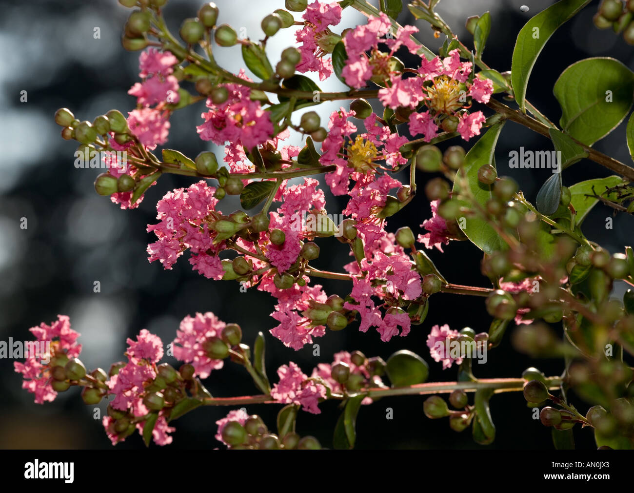 Crape myrtle tree lagerstroemia indica Banque de photographies et d ...