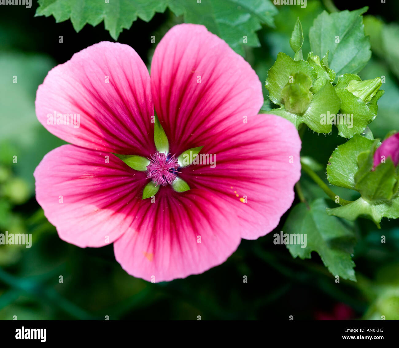 Malvacées malope Banque de photographies et d’images à haute résolution ...