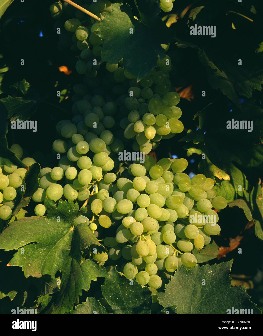 Thompson seedless table grapes Banque de photographies et d’images à ...