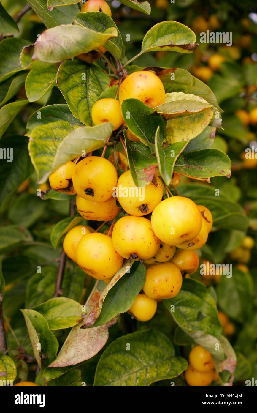 Malus butterball crab apple tree Banque de photographies et d’images à ...