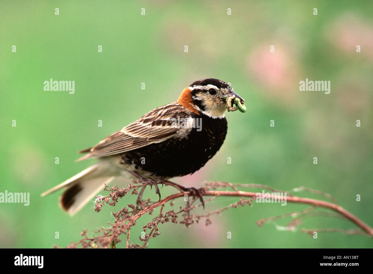 Oiseaux longspurs oiseaux chanteurs oiseaux chanteurs Banque de ...