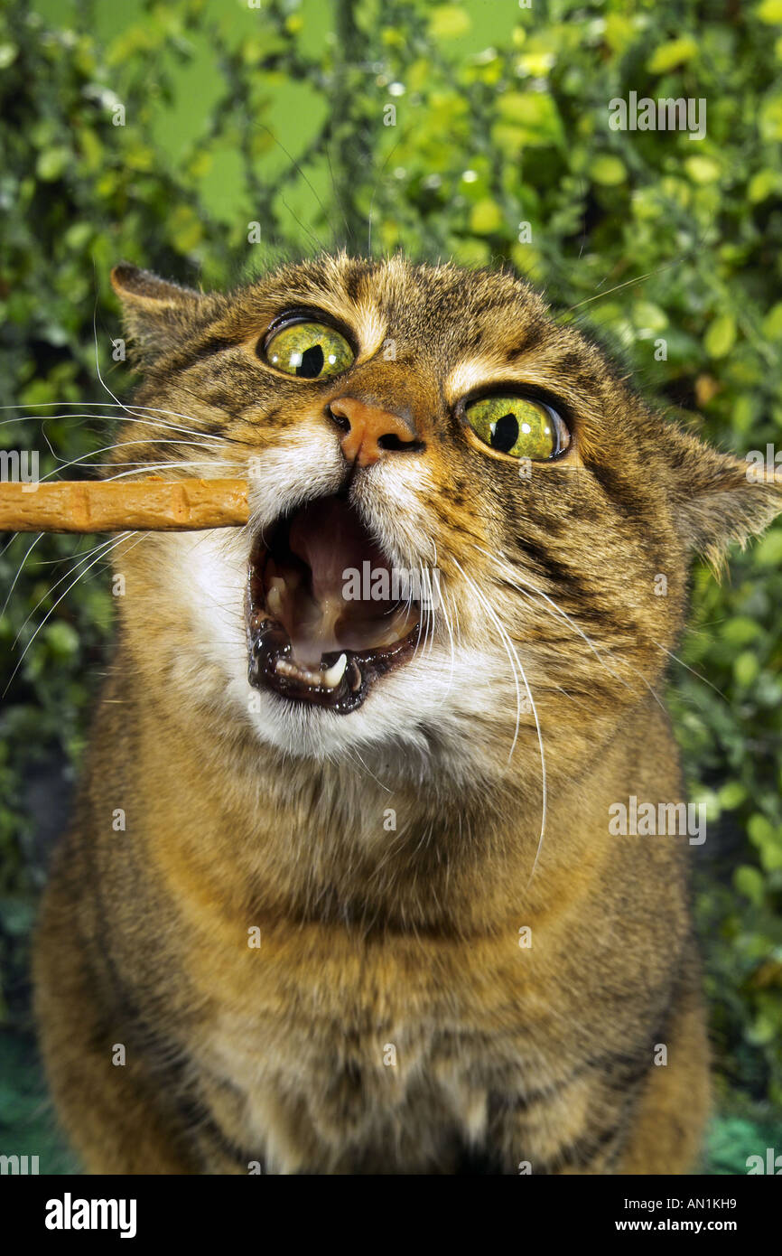 Chat qui louche Banque de photographies et d’images à haute résolution ...