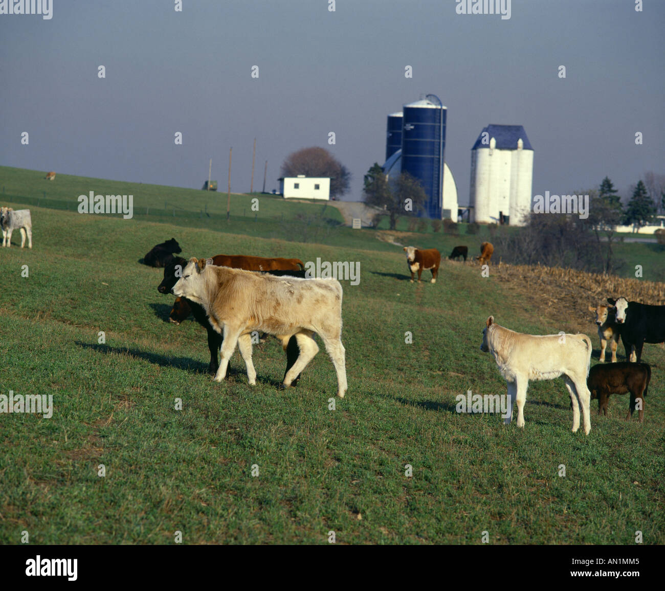 Vache chianina Banque de photographies et d’images à haute résolution ...