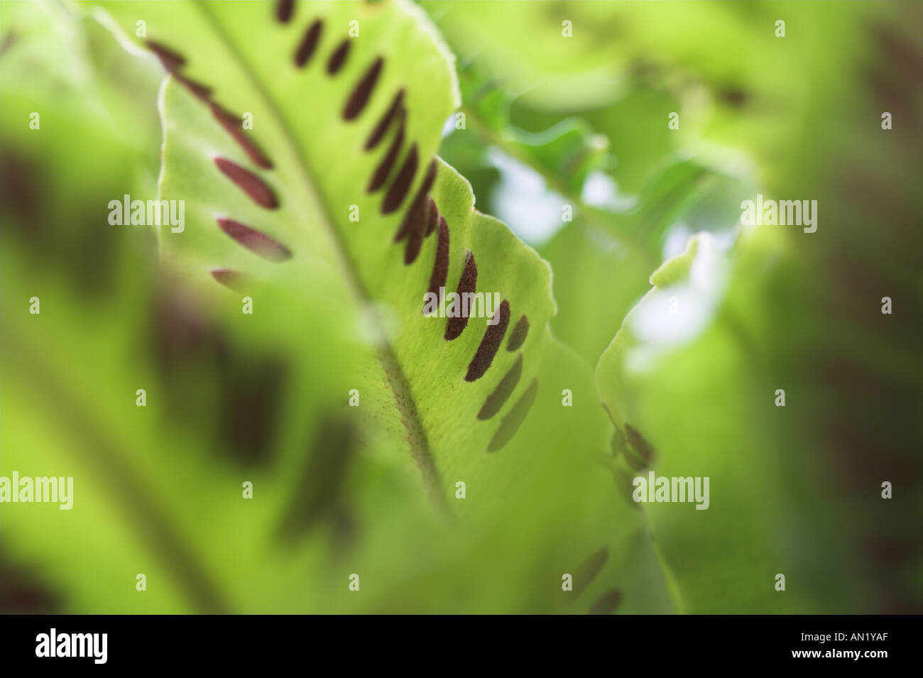 Scolopendrium graines Banque de photographies et d’images à haute résolution - Alamy