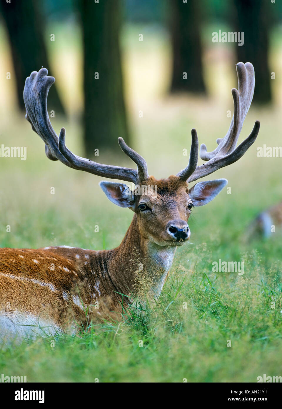 Europaeischer damhirsch Banque de photographies et d’images à haute ...