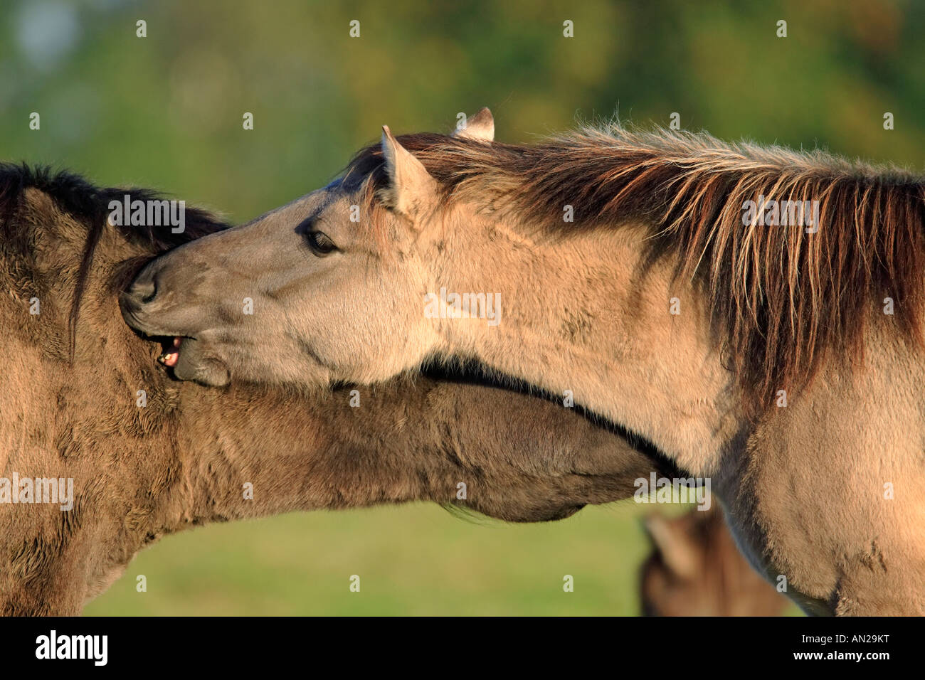 Dulmen pony Banque de photographies et d’images à haute résolution - Alamy
