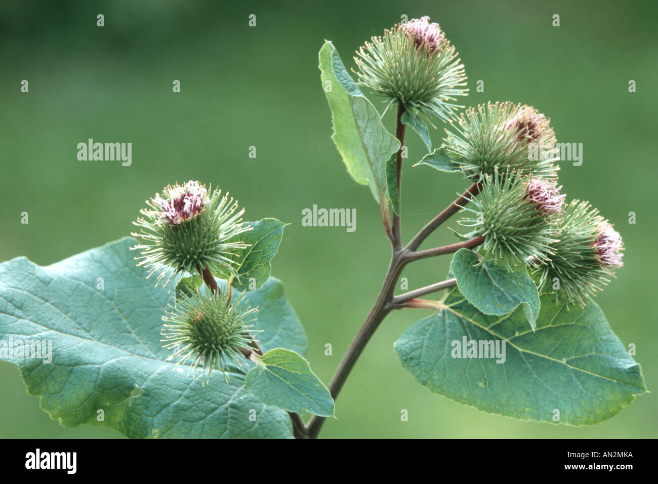 Fleur de bardane Banque de photographies et d’images à haute résolution ...