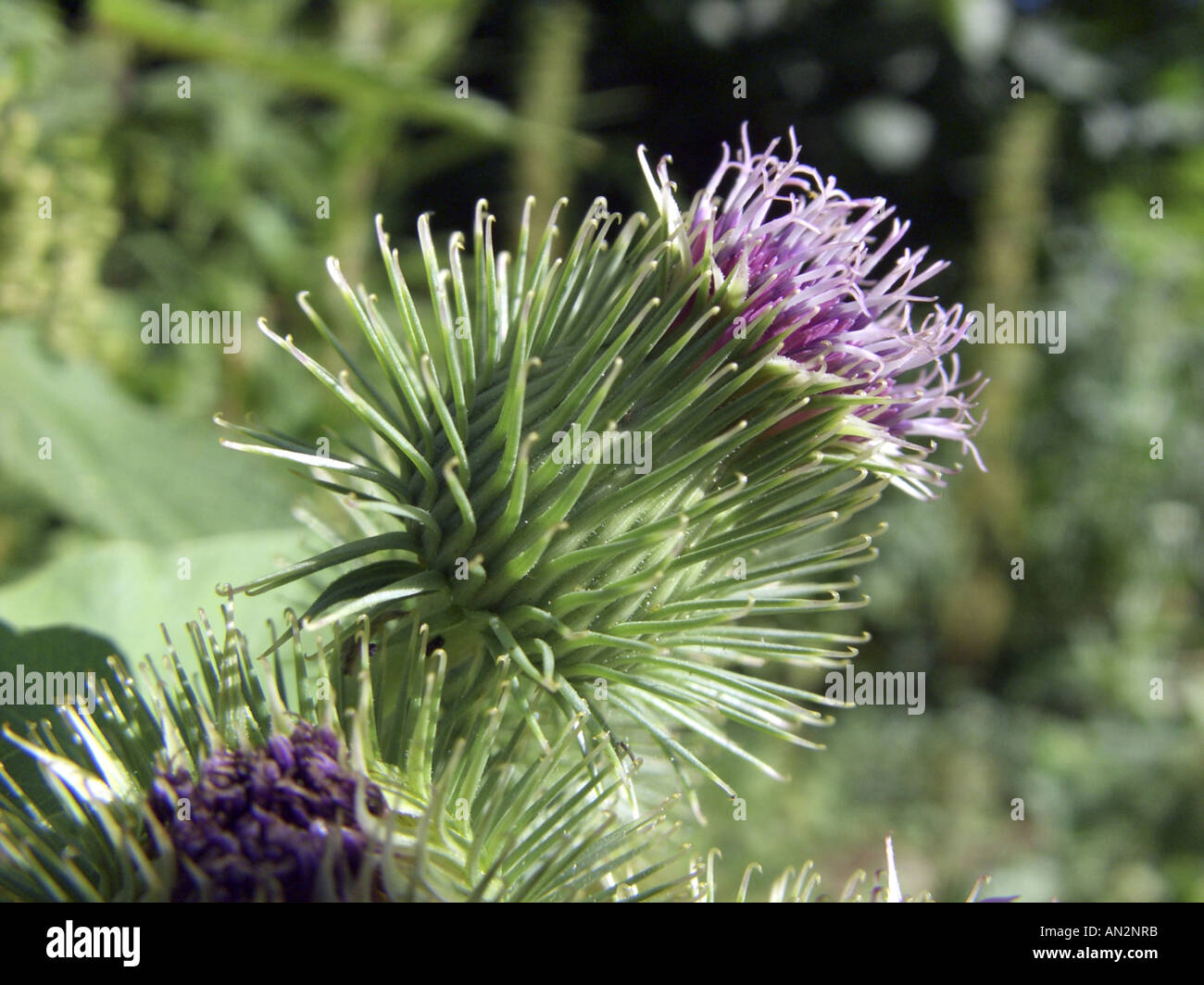 Inflorescence capitulum Banque de photographies et d’images à haute ...