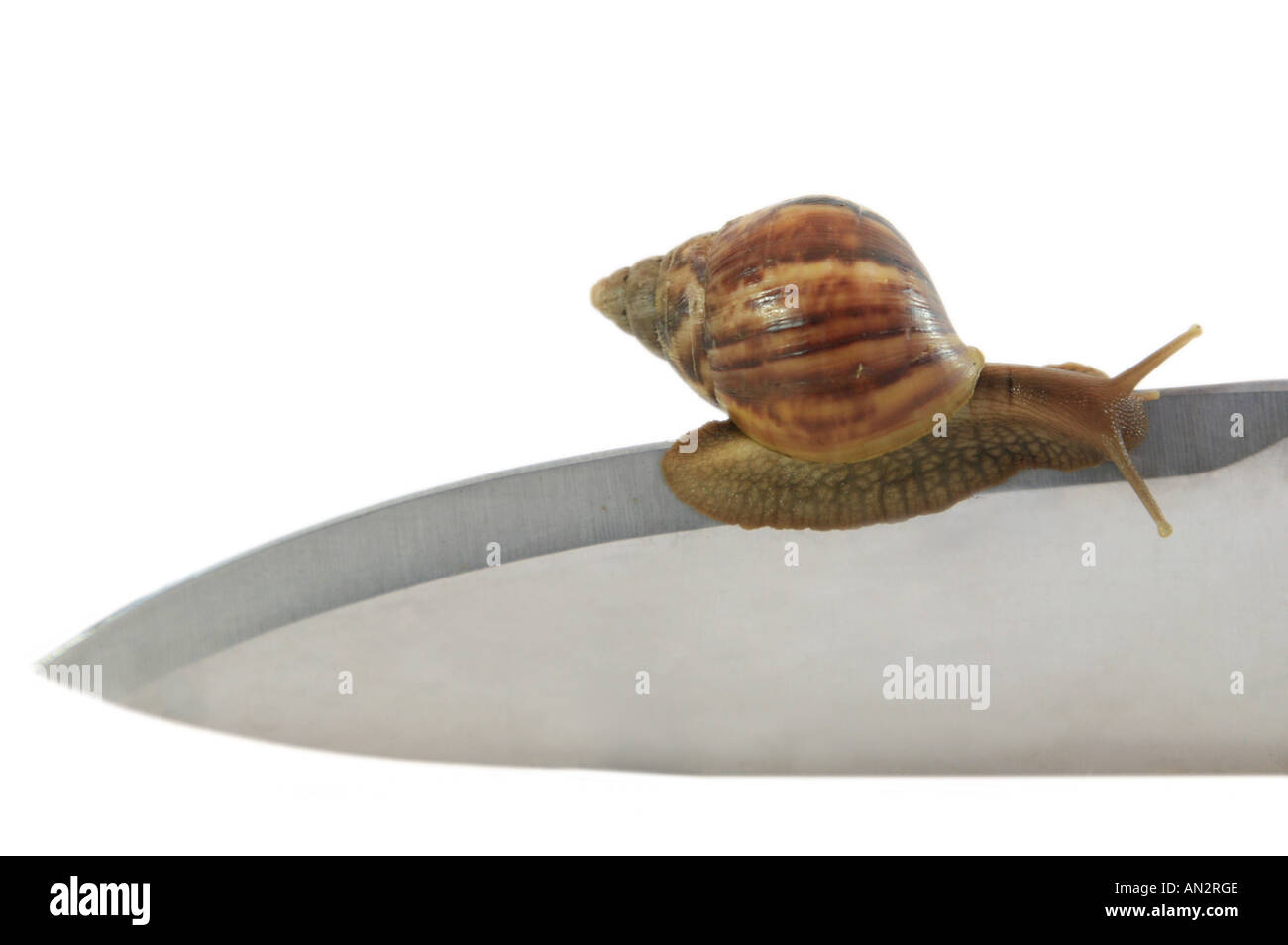 Escargot géant africain géant, de l'Afrique de l'escargot (Achatina ...