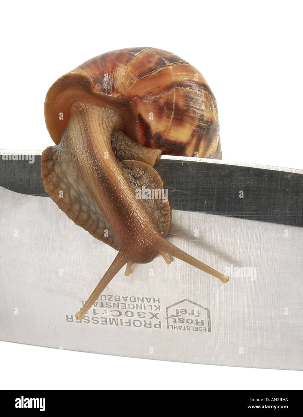 Escargot géant africain géant, de l'Afrique de l'escargot (Achatina ...