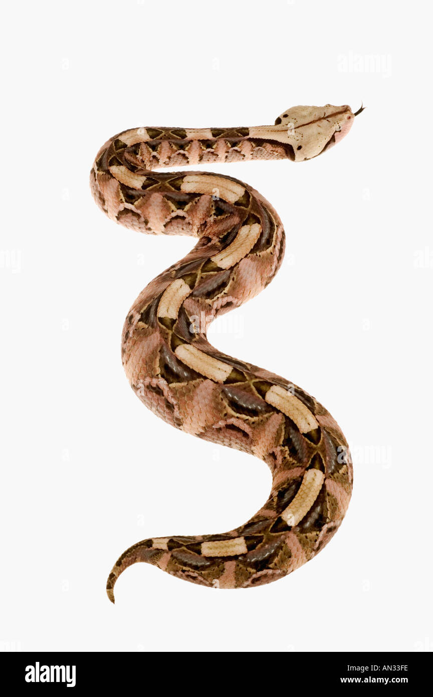 Bitis gabonica gabonica Banque d'images détourées - Alamy