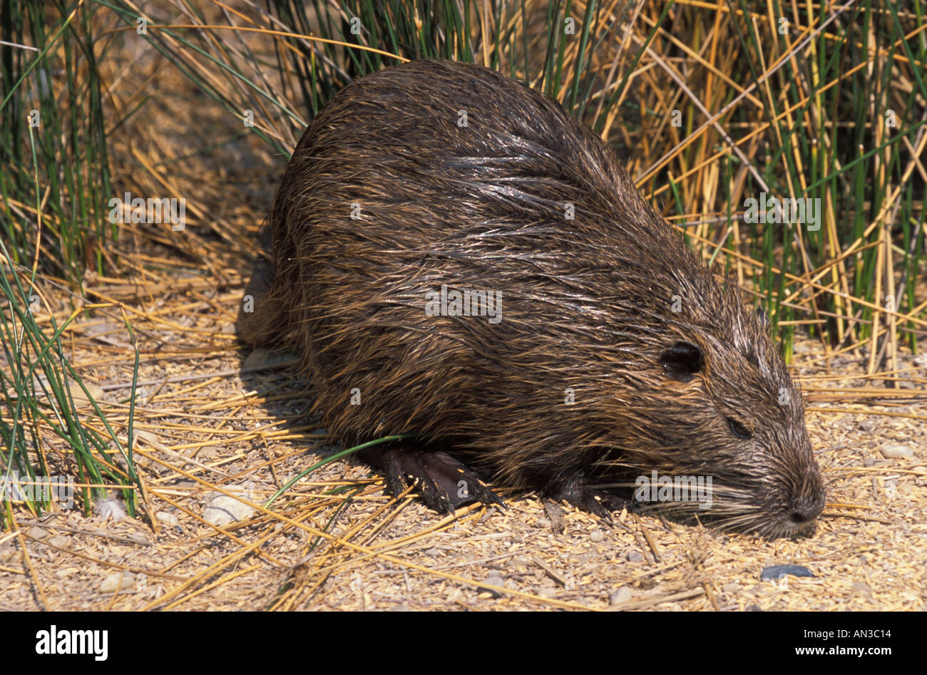 Ragondin camargue Banque de photographies et d’images à haute résolution - Alamy