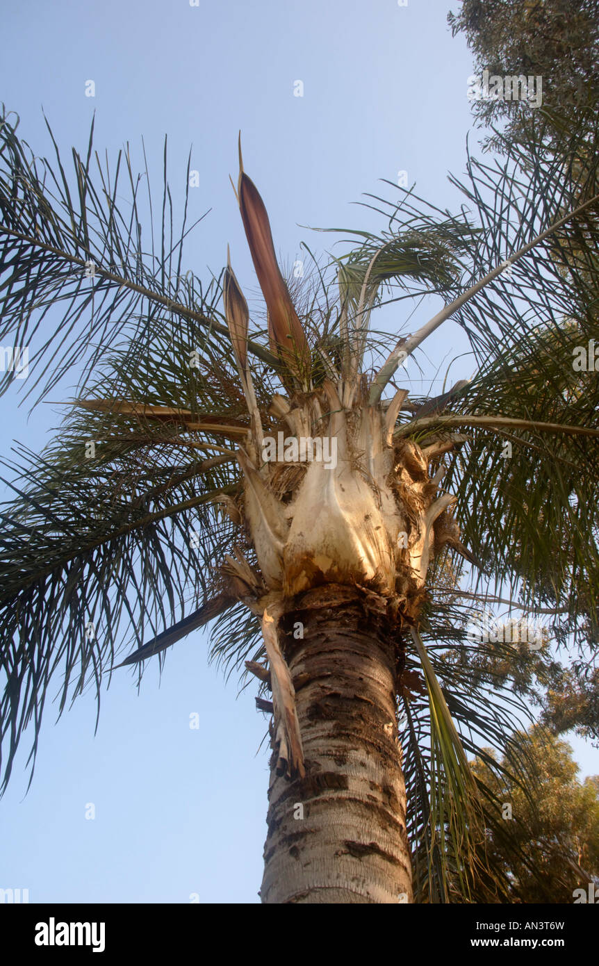 Queen palm arecastrum romanzoffianum Banque de photographies et d ...