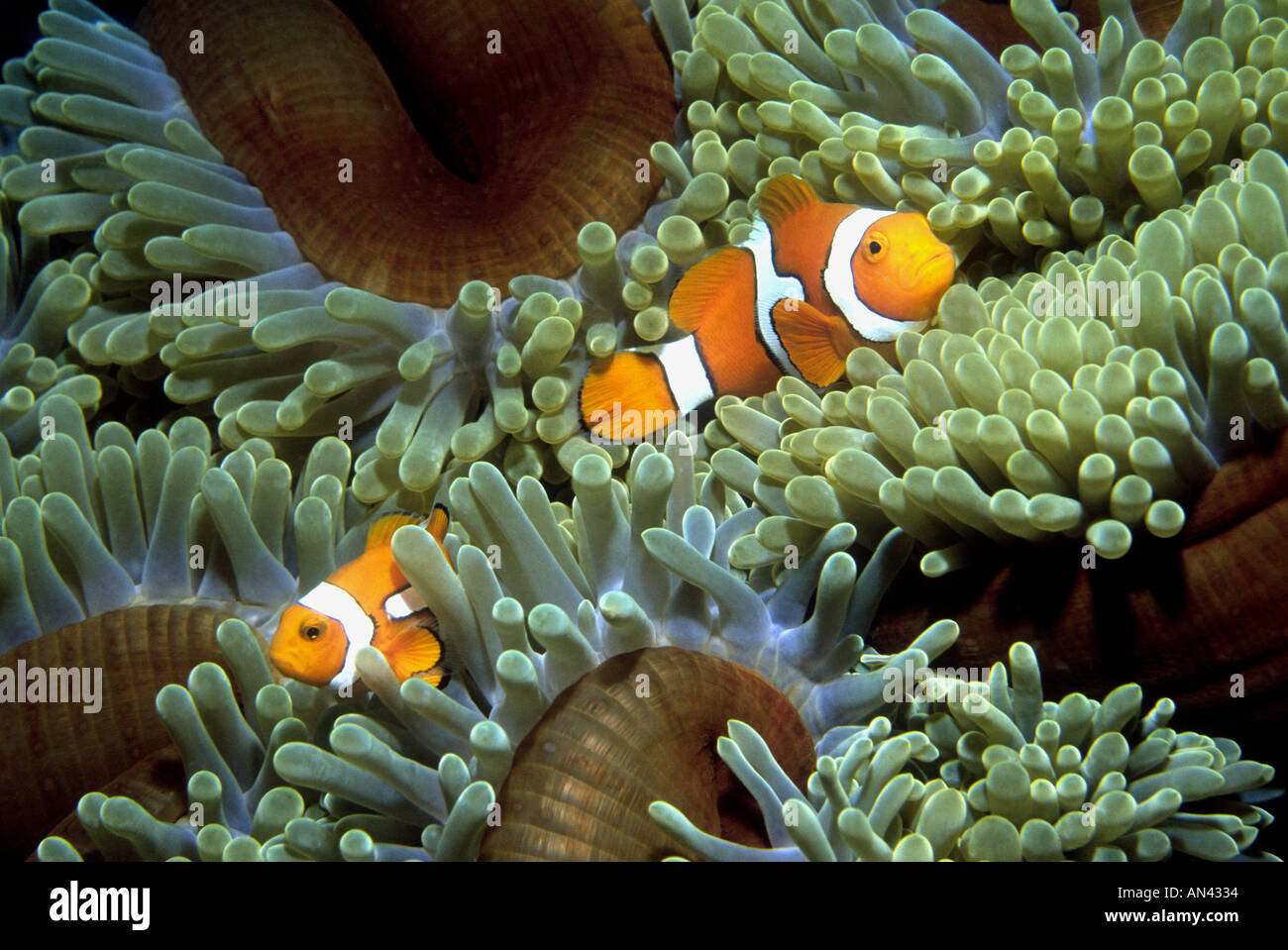 Deux poisson clown Amphiprion percula, clown, vivant dans une anémone ...