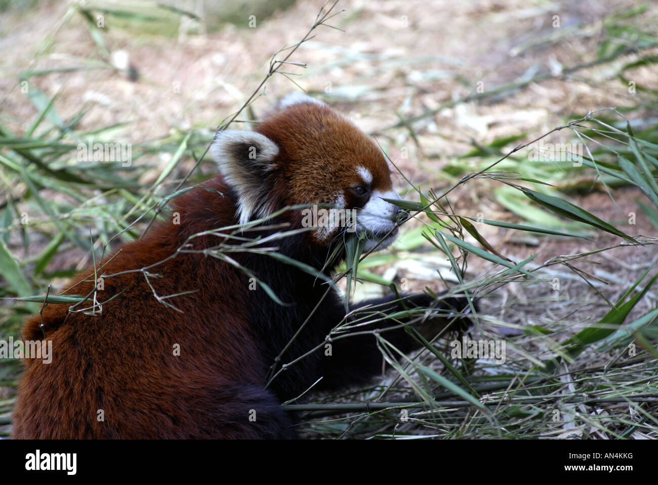 Panda qui mange du bambou Banque de photographies et d’images à haute ...