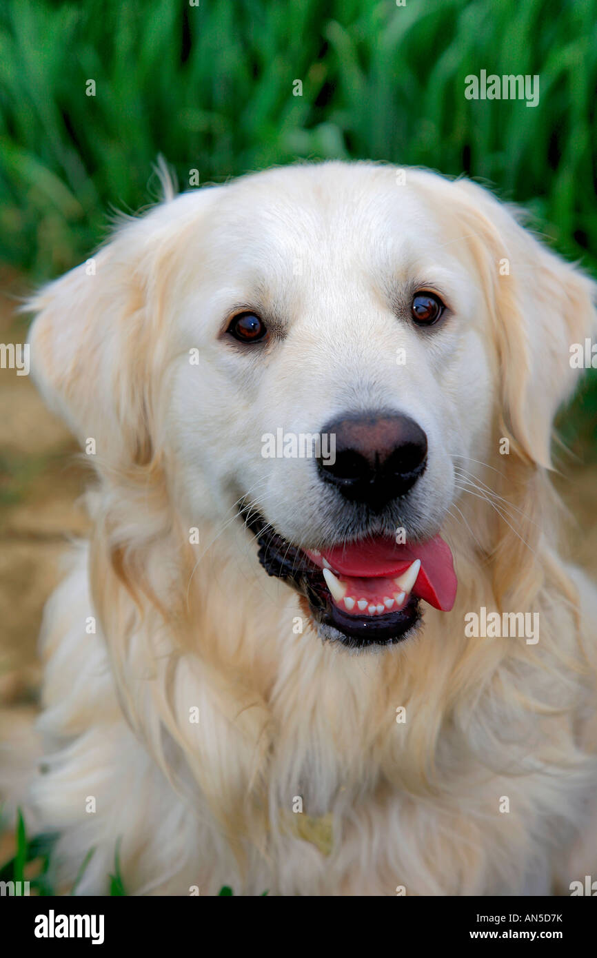 Pedigree golden retriever Banque de photographies et d’images à haute ...