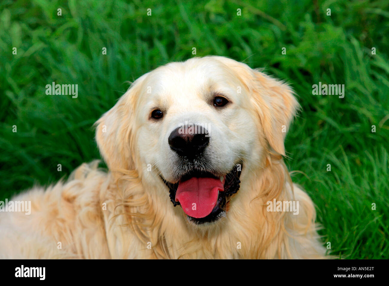 Arbre généalogique Golden Retriever Dog Puppy sitting Photo Stock - Alamy