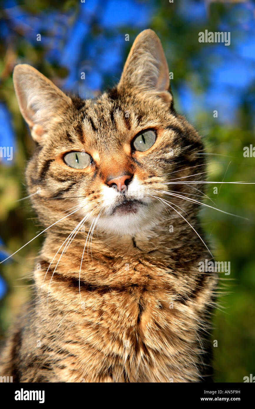 Tiger tabby Banque de photographies et d’images à haute résolution - Alamy