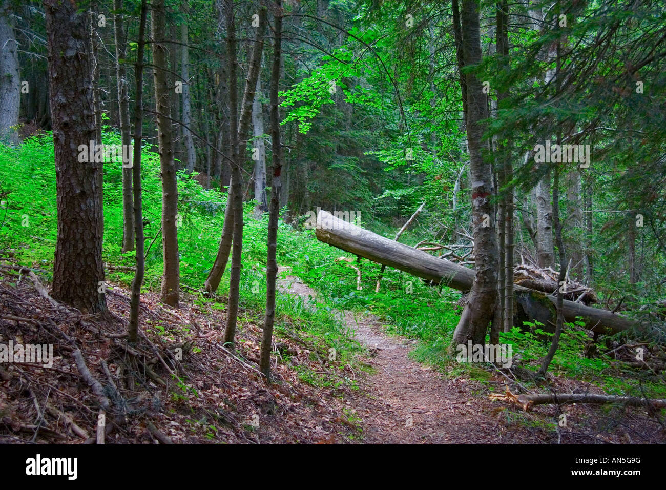 Sentier route sentier montagne calme environnement naturel nature herbe ...