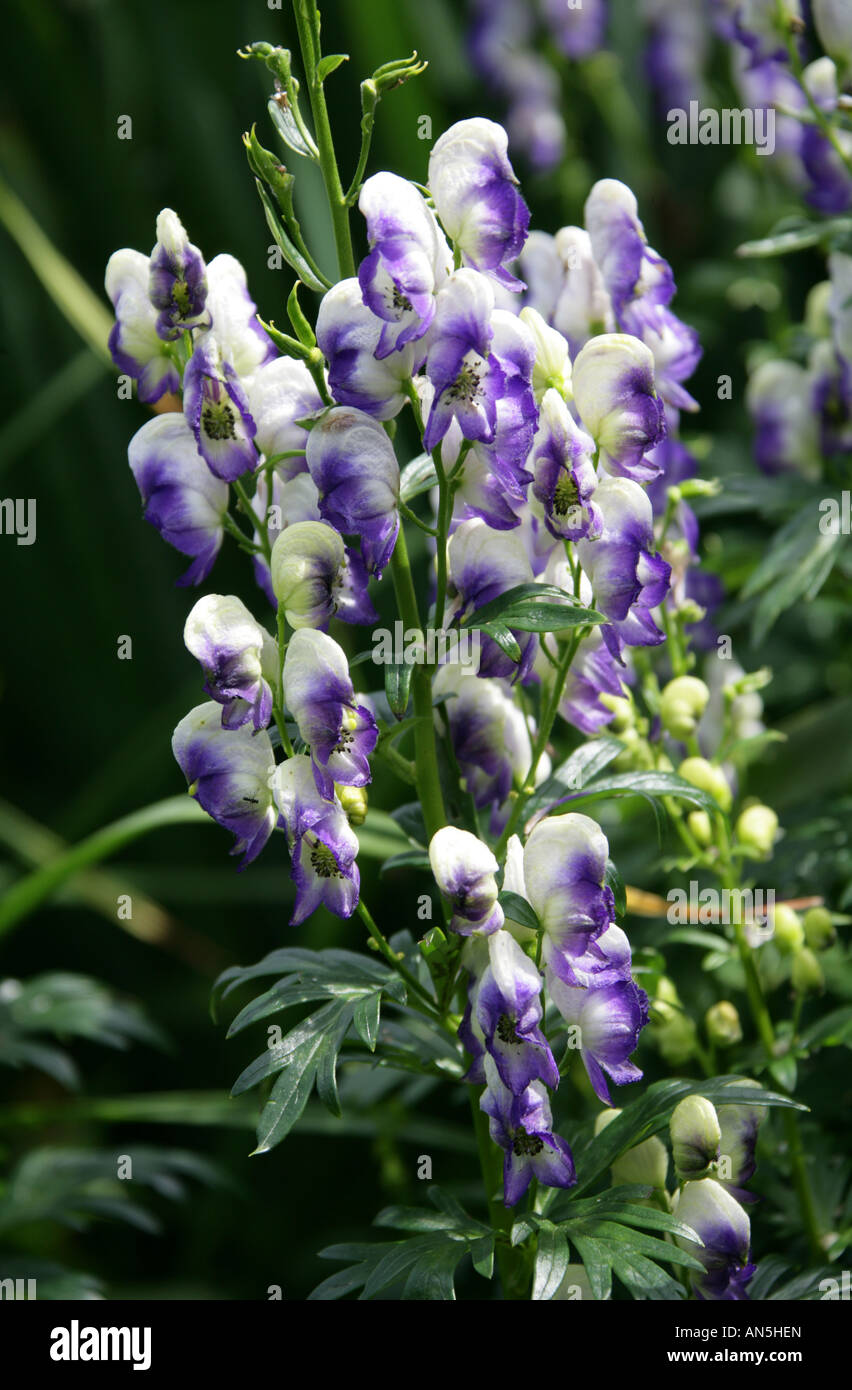 Monkshood aconitum wolfsbane flower Banque de photographies et d’images ...