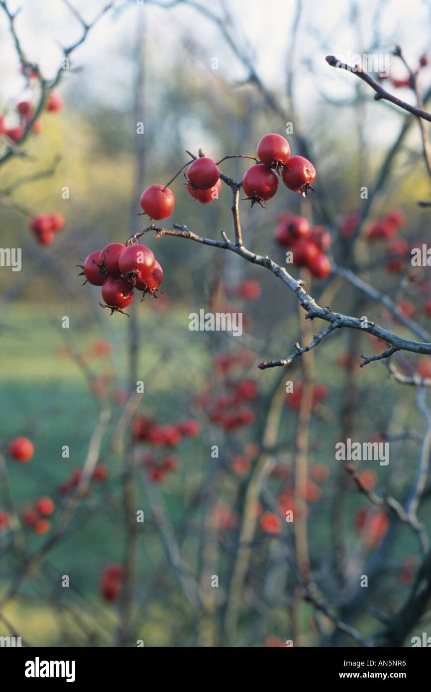 Crataegus species Banque de photographies et d’images à haute ...