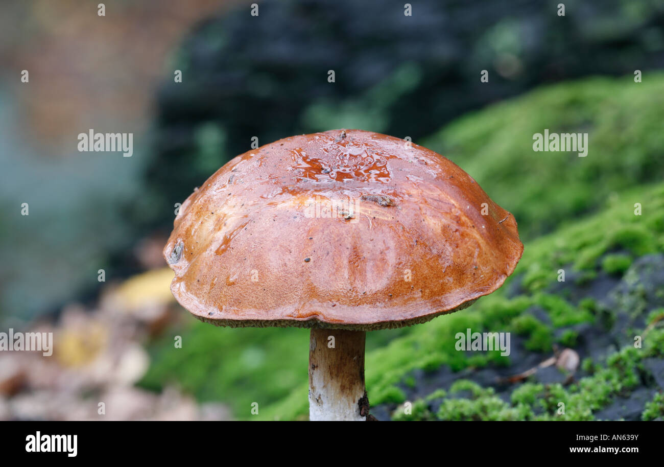 Bolet bai comestible Banque de photographies et d’images à haute ...