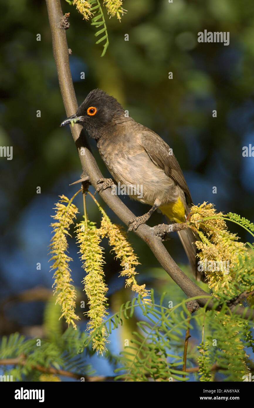 Bulbul pycnonotus nigricans aux yeux rouges Banque de photographies et ...