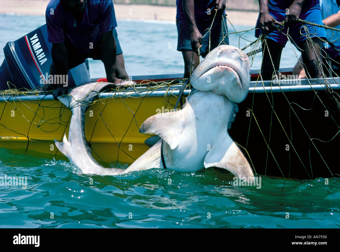 Plage de filet de requin Banque de photographies et d’images à haute ...