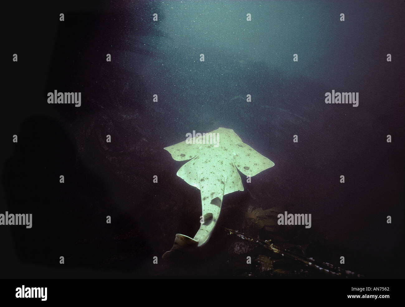 Requin ange squatina squatina Banque de photographies et d’images à ...