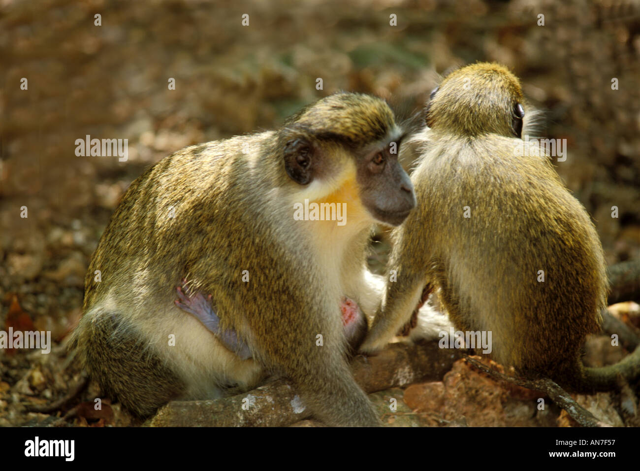 Le singe vert Banque de photographies et d’images à haute résolution ...