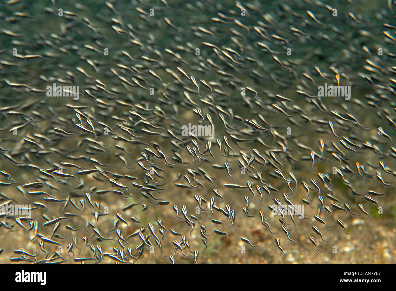 Poisson-chat rayé juvénile Plotosus lineatus scolarisation Cebu ...