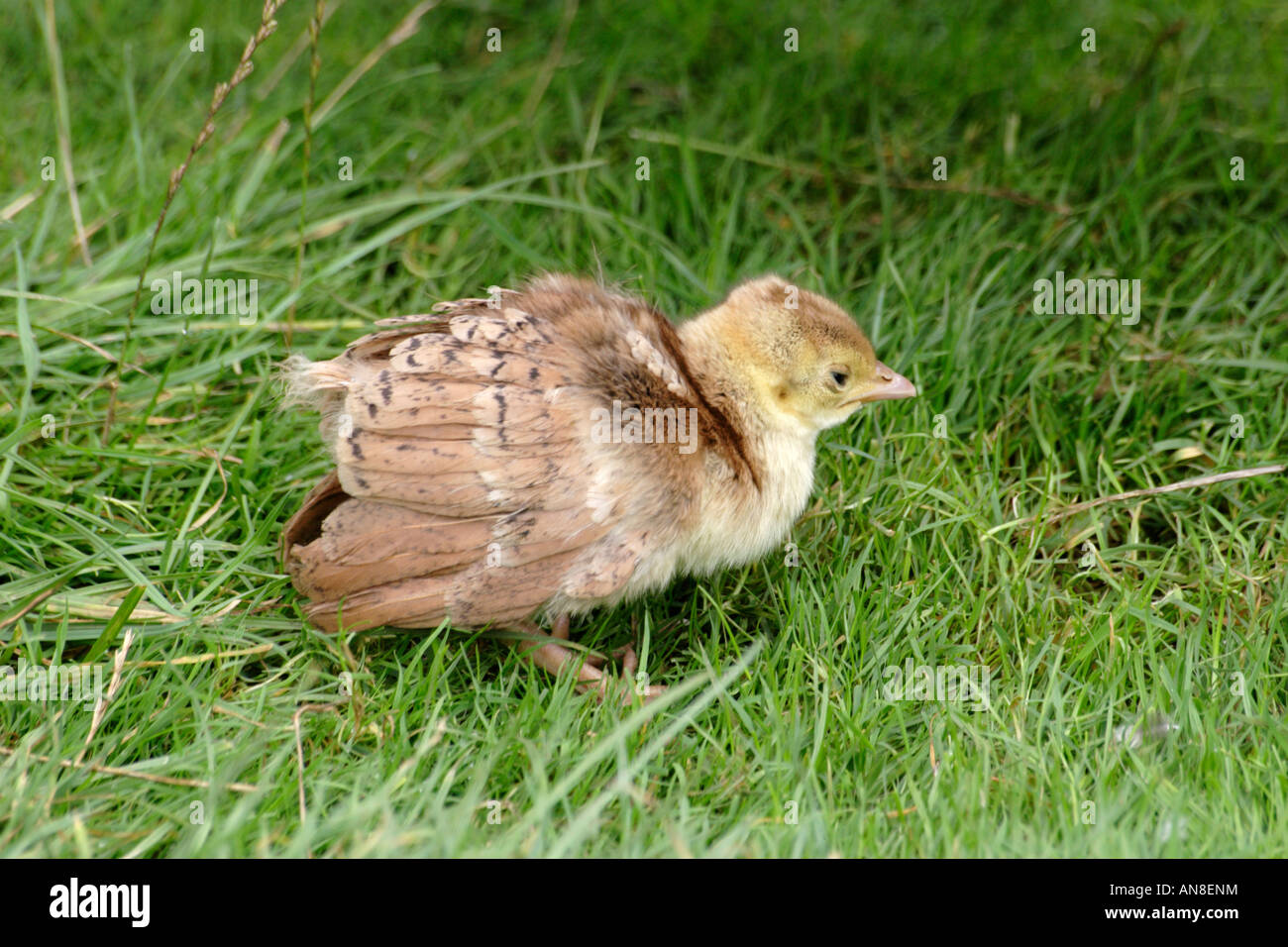Bébé paon Banque de photographies et d’images à haute résolution - Alamy
