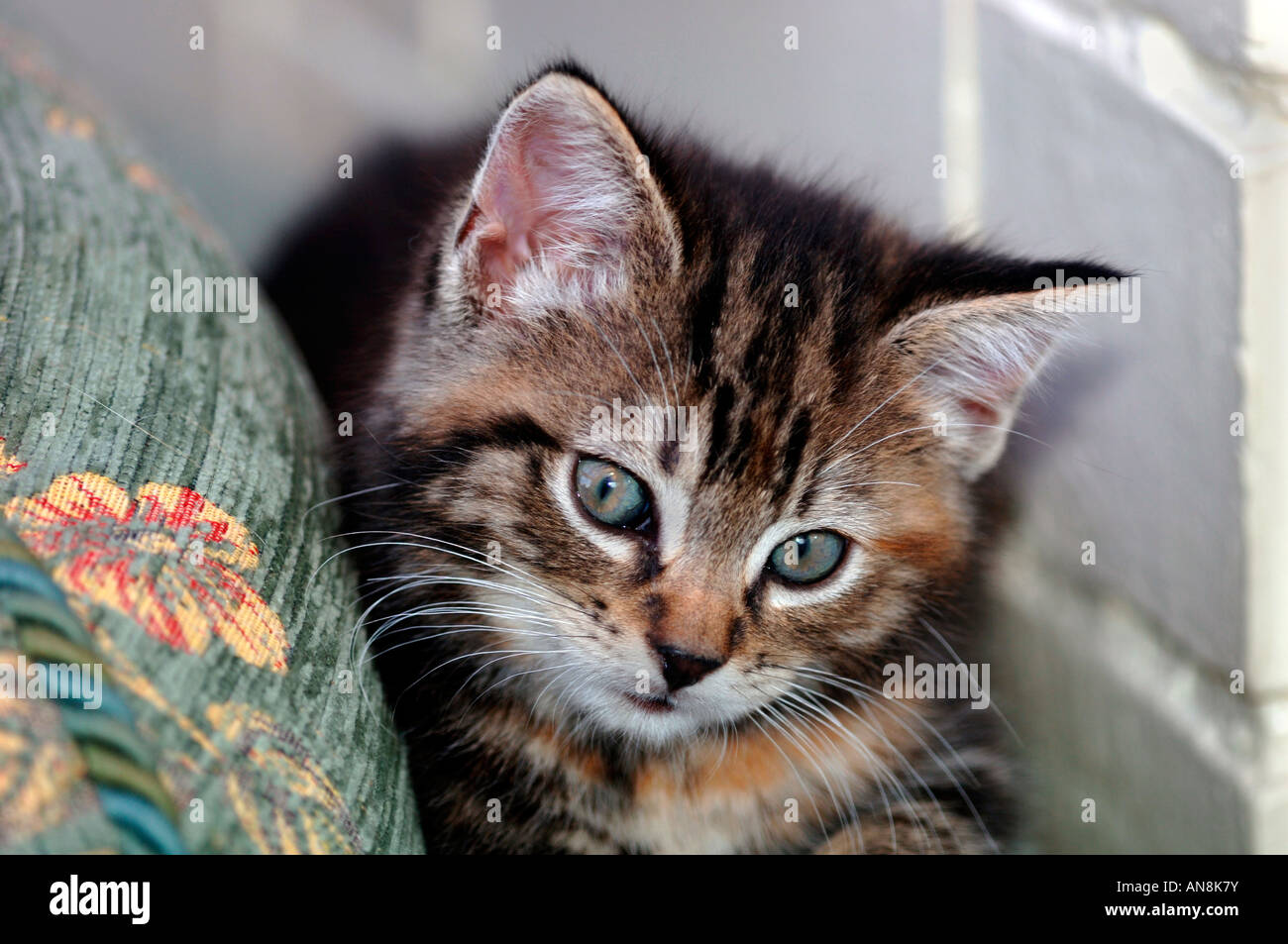 Chaton femelle Banque de photographies et d’images à haute résolution ...