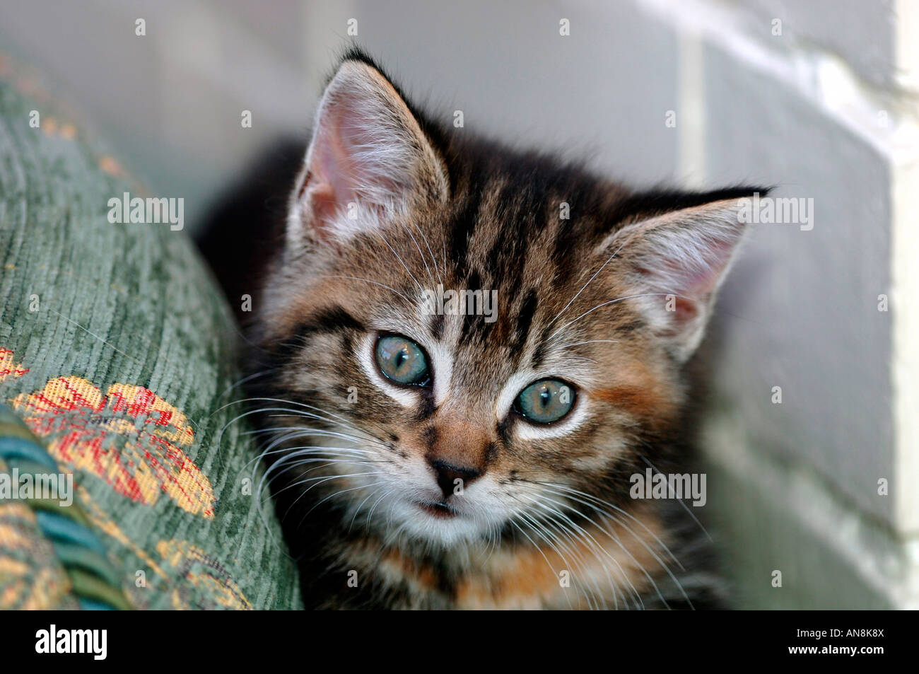 Chaton femelle Banque de photographies et d’images à haute résolution ...