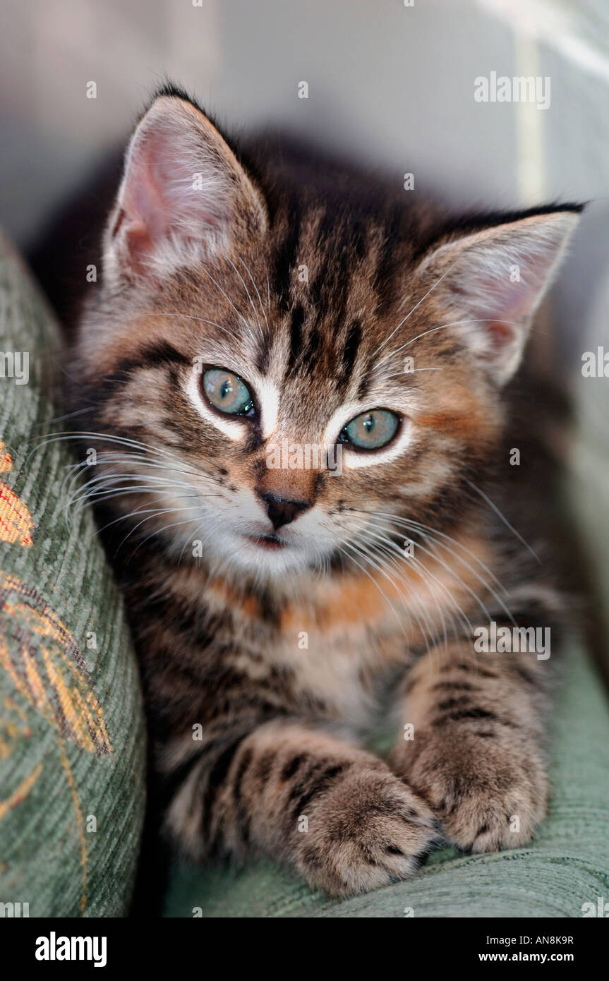 Chaton femelle Banque de photographies et d’images à haute résolution ...