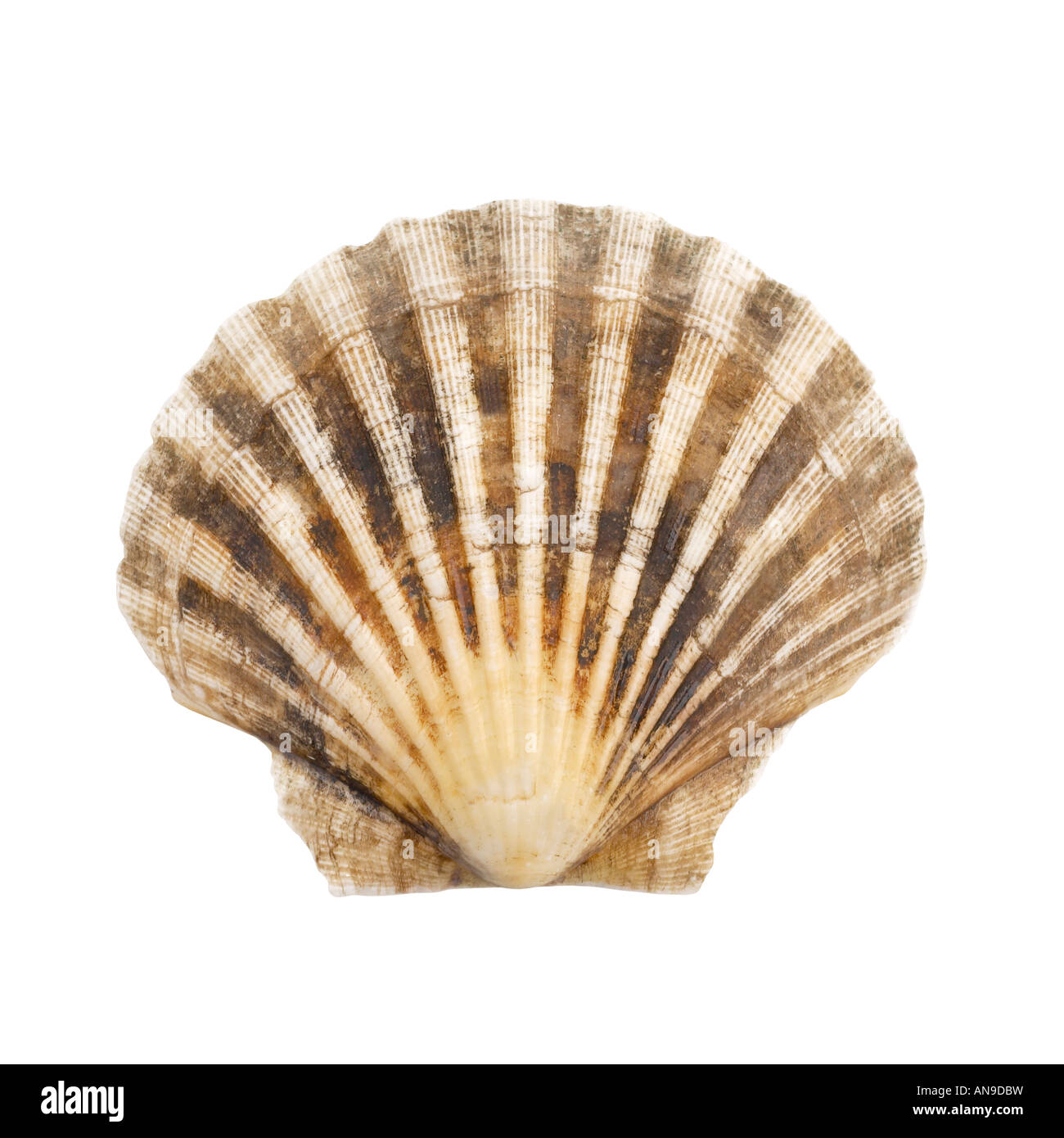 Coquille de coquille saint jacques Banque de photographies et d’images ...