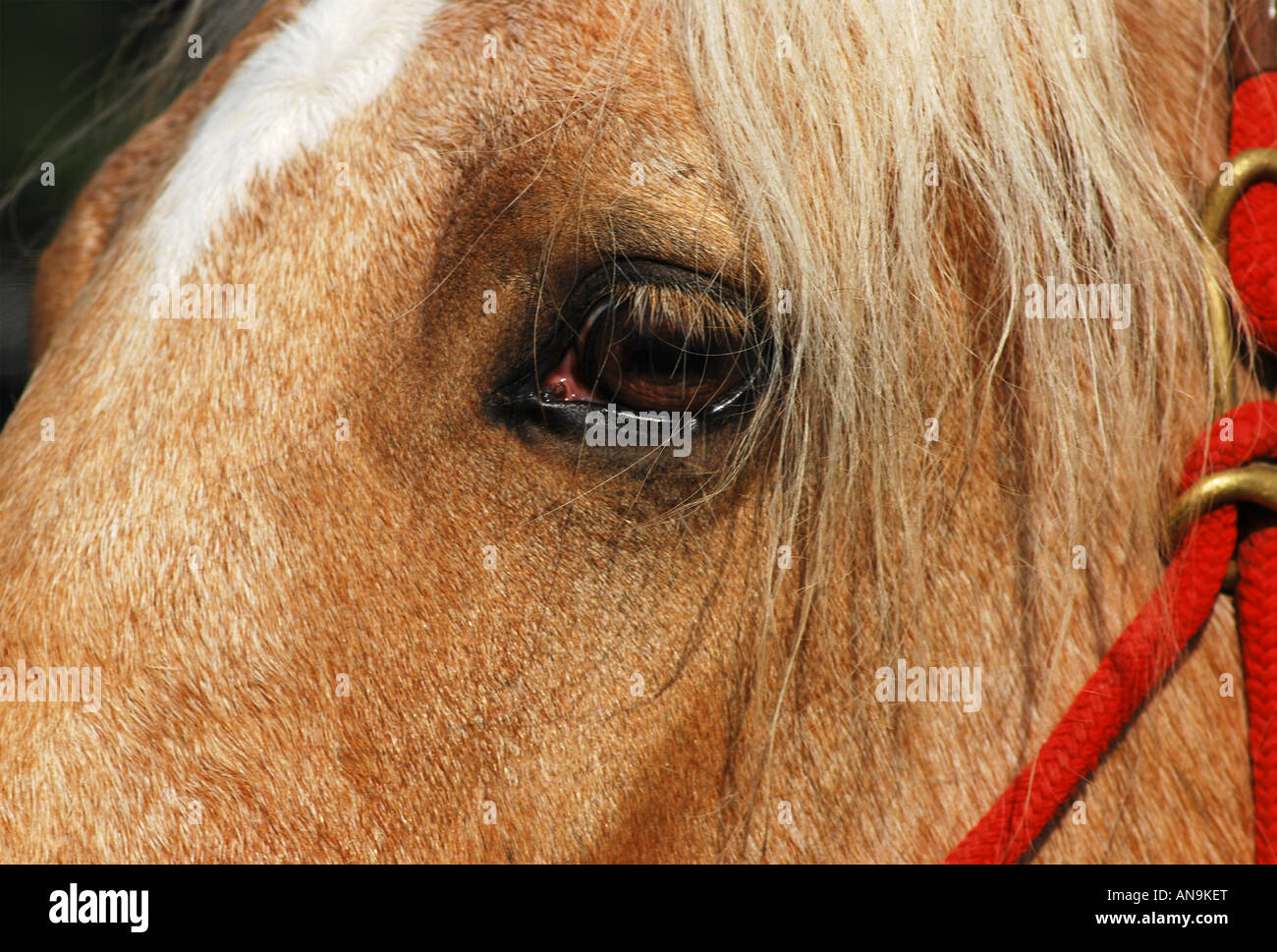 Vision du cheval Banque de photographies et d’images à haute résolution ...