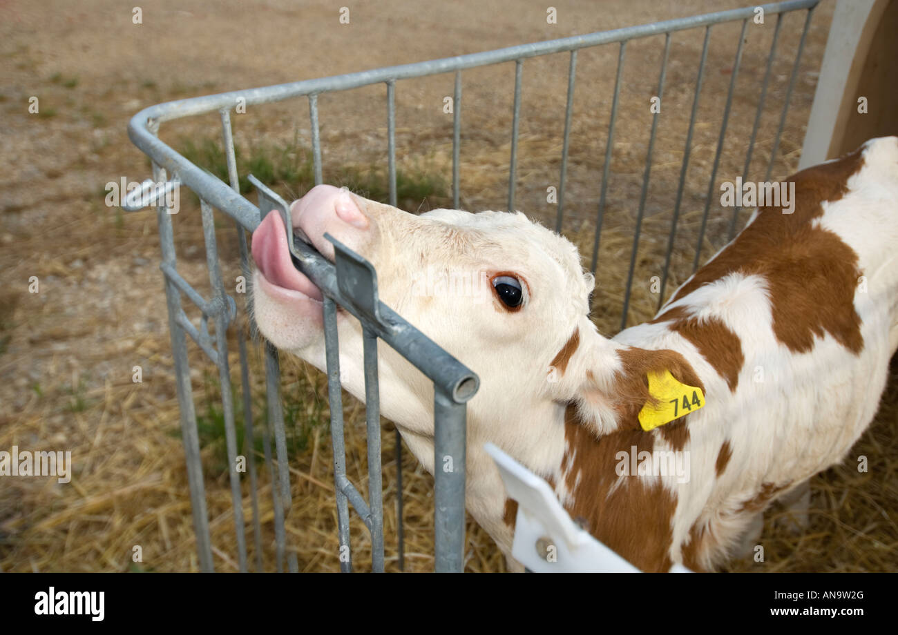 Portrait de vache vêle bavarois nourrisson pâturage langue lécher ...